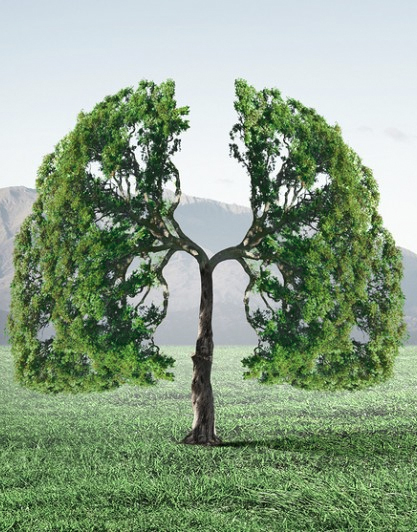 Adoptă un copac: Adoptă un copac!