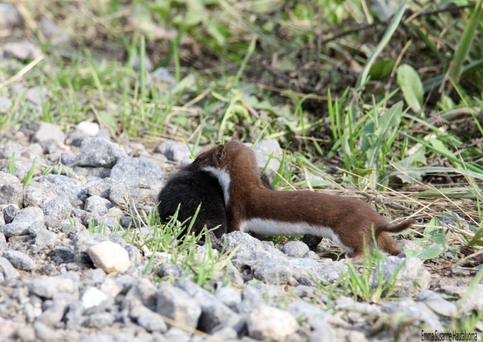 Emma's Photography: Syksyn alku. / The beginning of autumn.