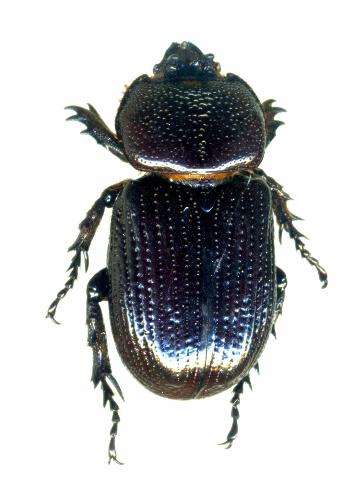 虫頭: コカブト（Hemiphileurus illatus）Rhinoceros Beetle