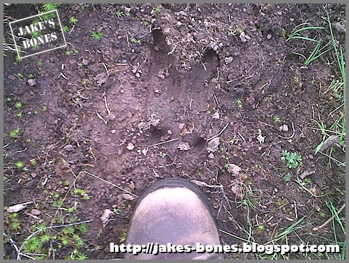 How to find deer part 1: fences, footprints and poo : Jake's Bones