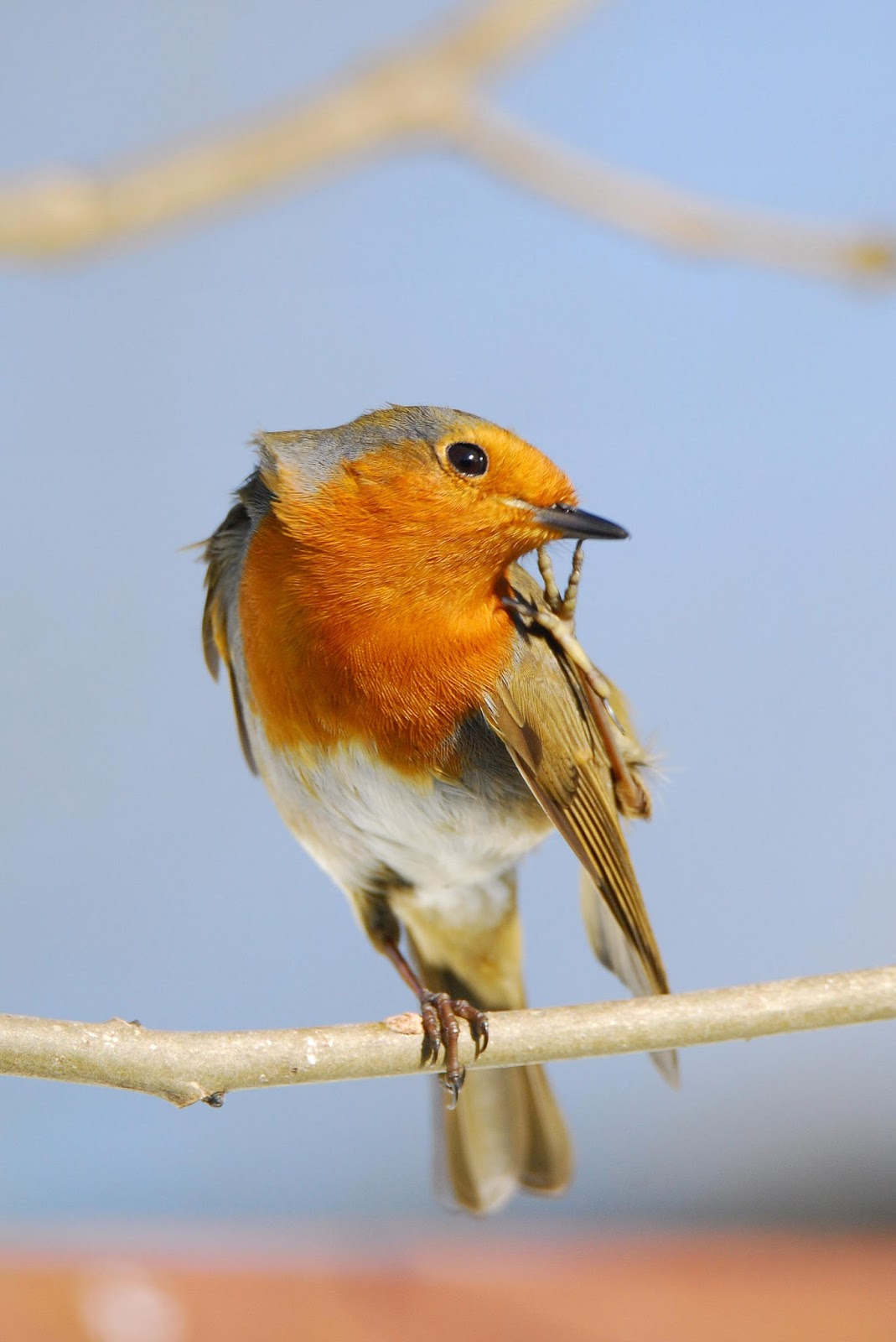 BirdWatch Ireland's Conservation Team blog: Irish Garden Birds - Rockin ...