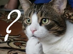 Maio 2011 | Sobre Cães e Gatos