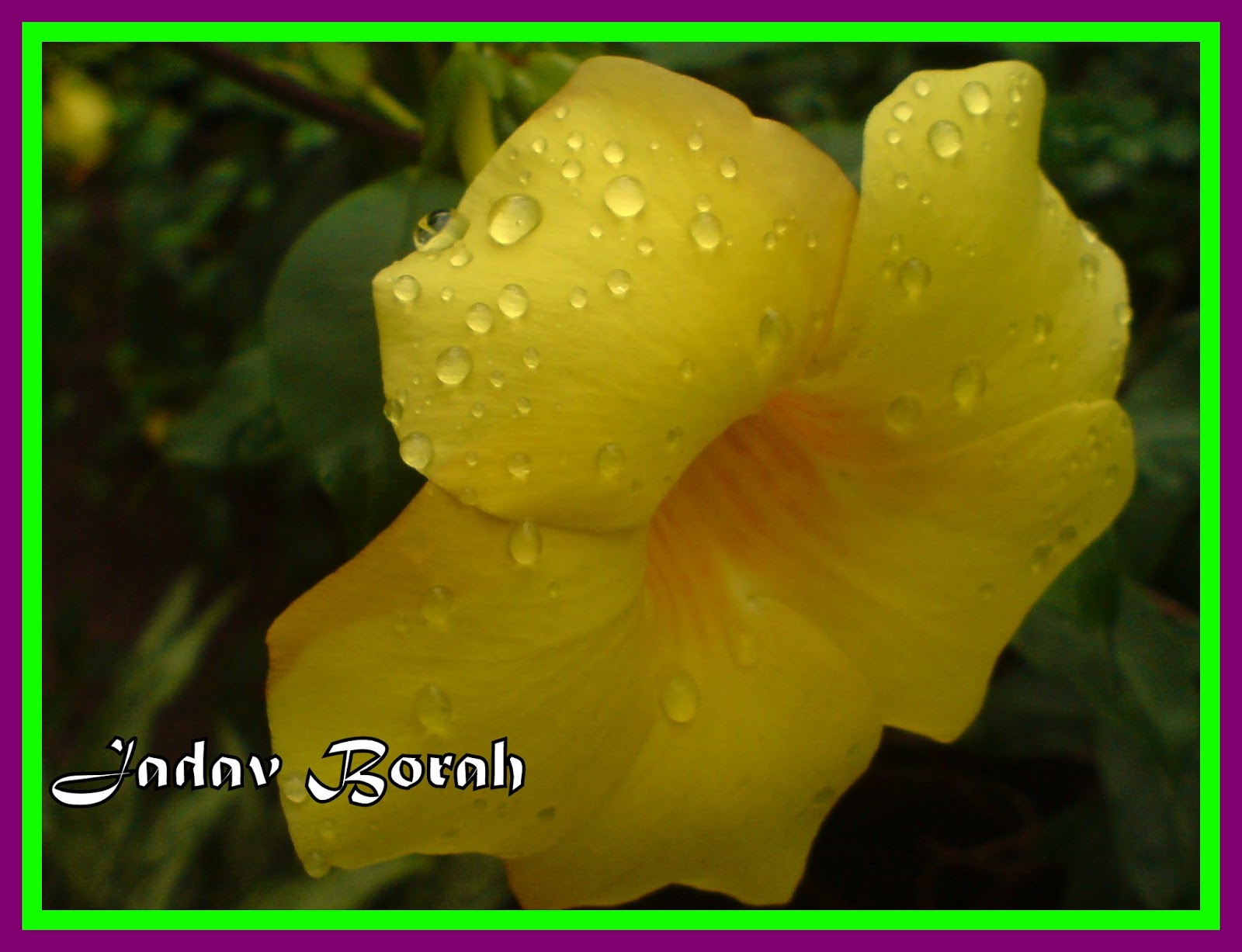 Photography of Chao Jadav Borah: Korobi Phool "কৰবী ফৃল"