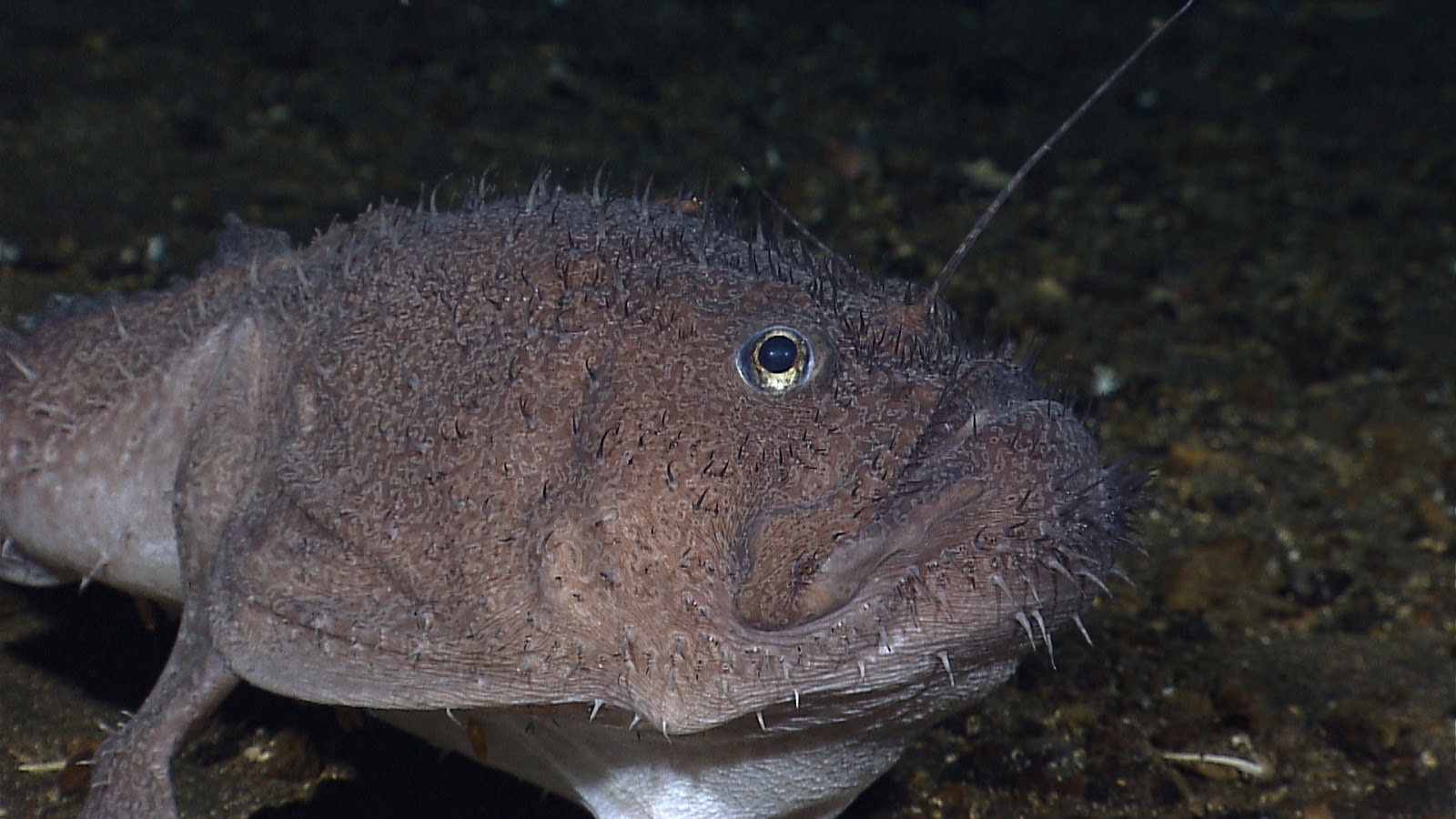 Real Monstrosities: Deep Sea Goosefish