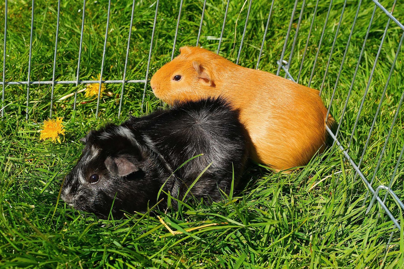 Mooie Cavia Achtergronden voor je Bureaublad – Caviapret.nl