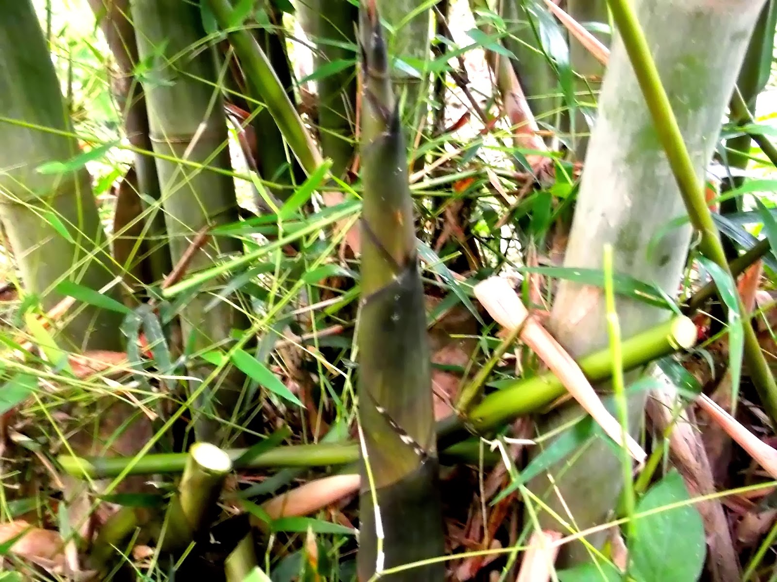 IXORA AQUACULTURE : Ladang Buluh Madu