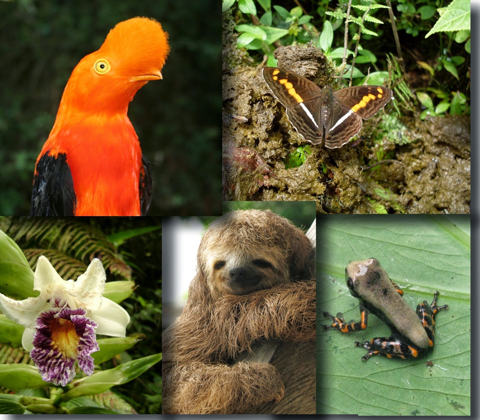 fauna y flora de las regiones de colombia: octubre 2014