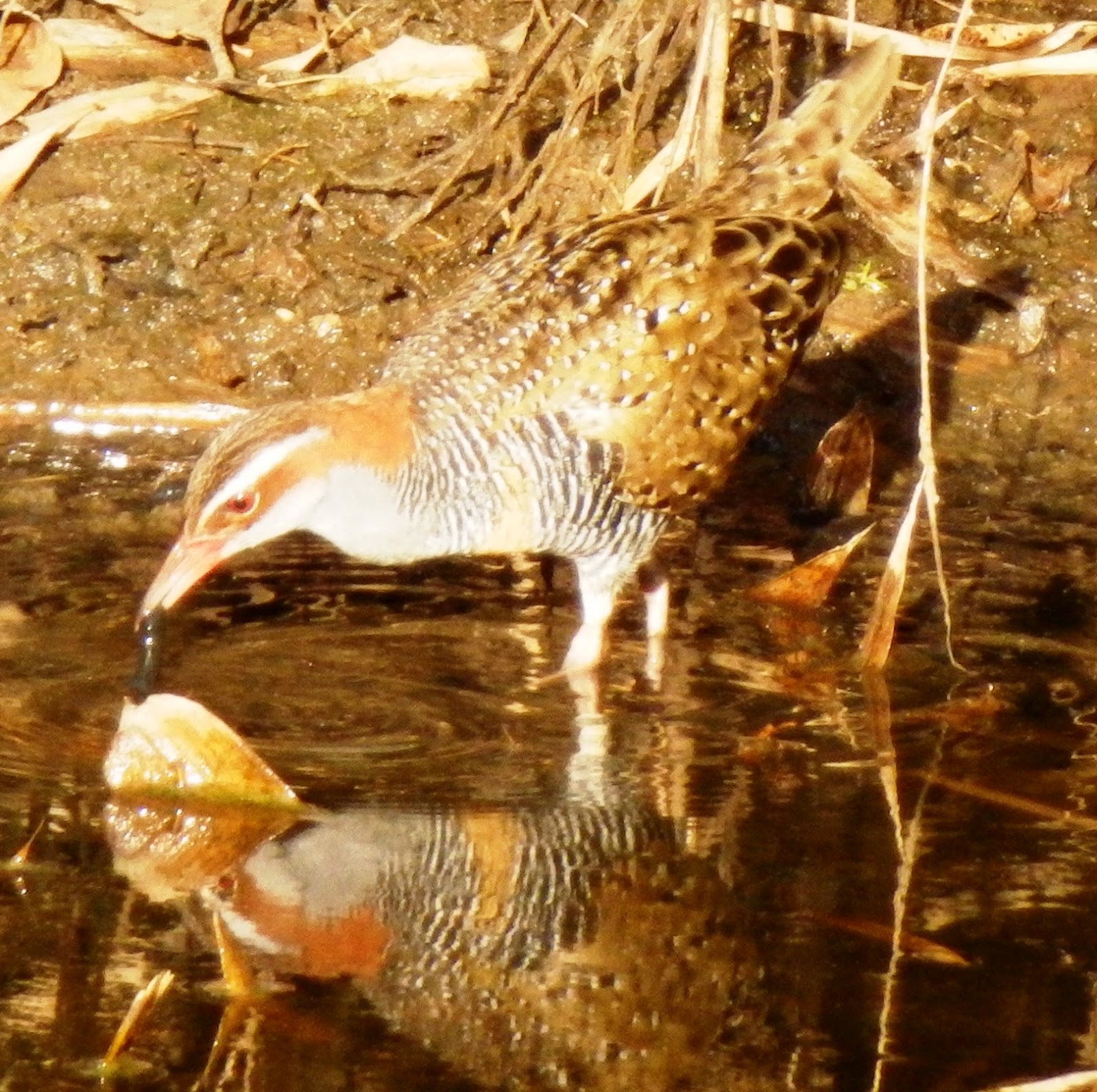 News from Coquette Point: September 2012