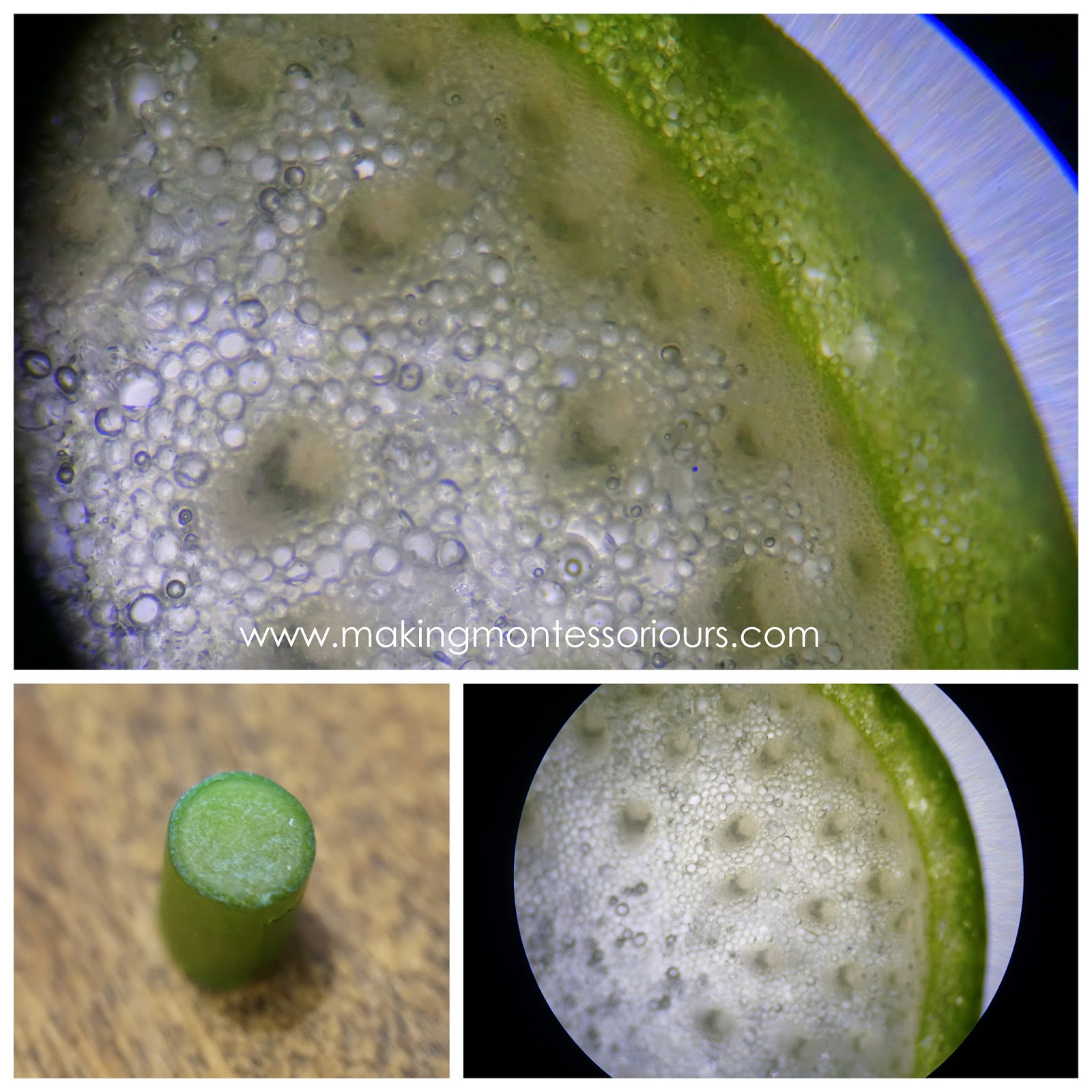 Stem Cross Sections & Plant Study, Montessori Botany at Home - "Making ...