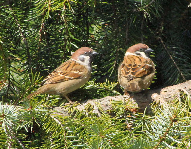 Naturwunder ...: Feldspatzen