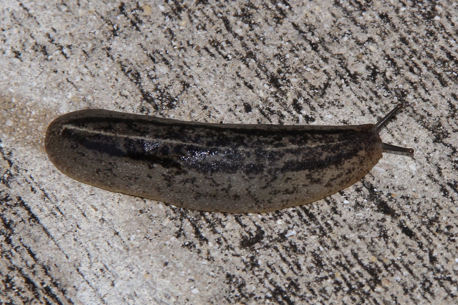 Visions From Key West