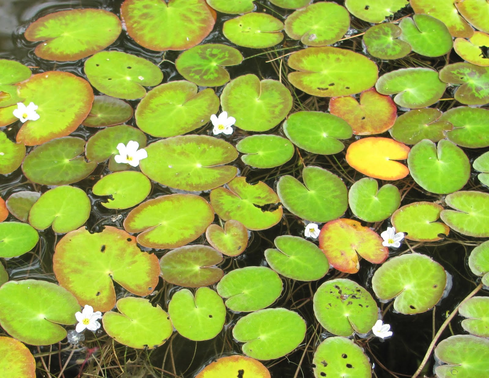 Recreational Kayaking in Maine: Bridgton, Maine: Moose Pond (Shawnee ...