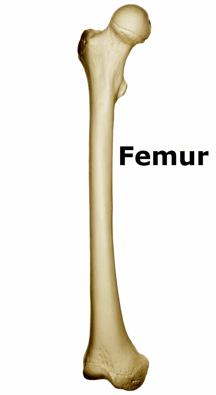 Dr. Burgar - Hand and Upper Extremity Surgeon