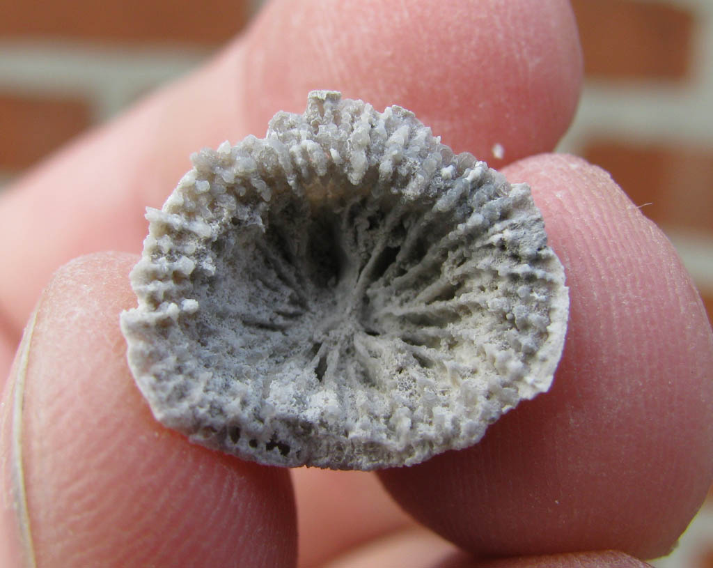 Views of the Mahantango: Beekite preserved fossils