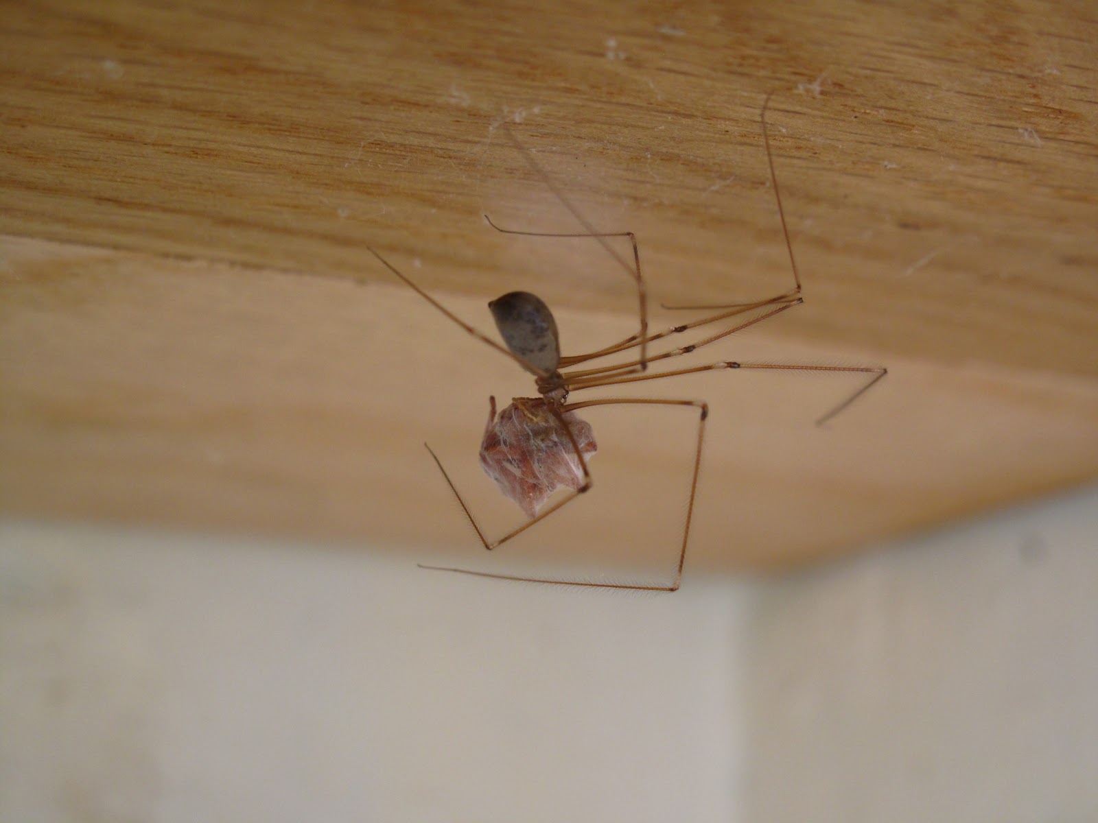 BugBlog: Pholcus phalangioides, the Daddy Long-leg spider