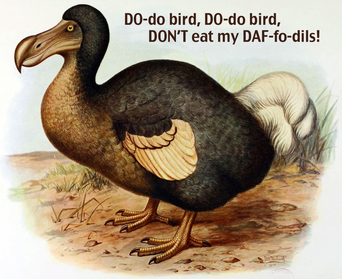 Today's Little Ditty: Renée M. LaTulippe: What Dodo Birds Can Teach Us ...