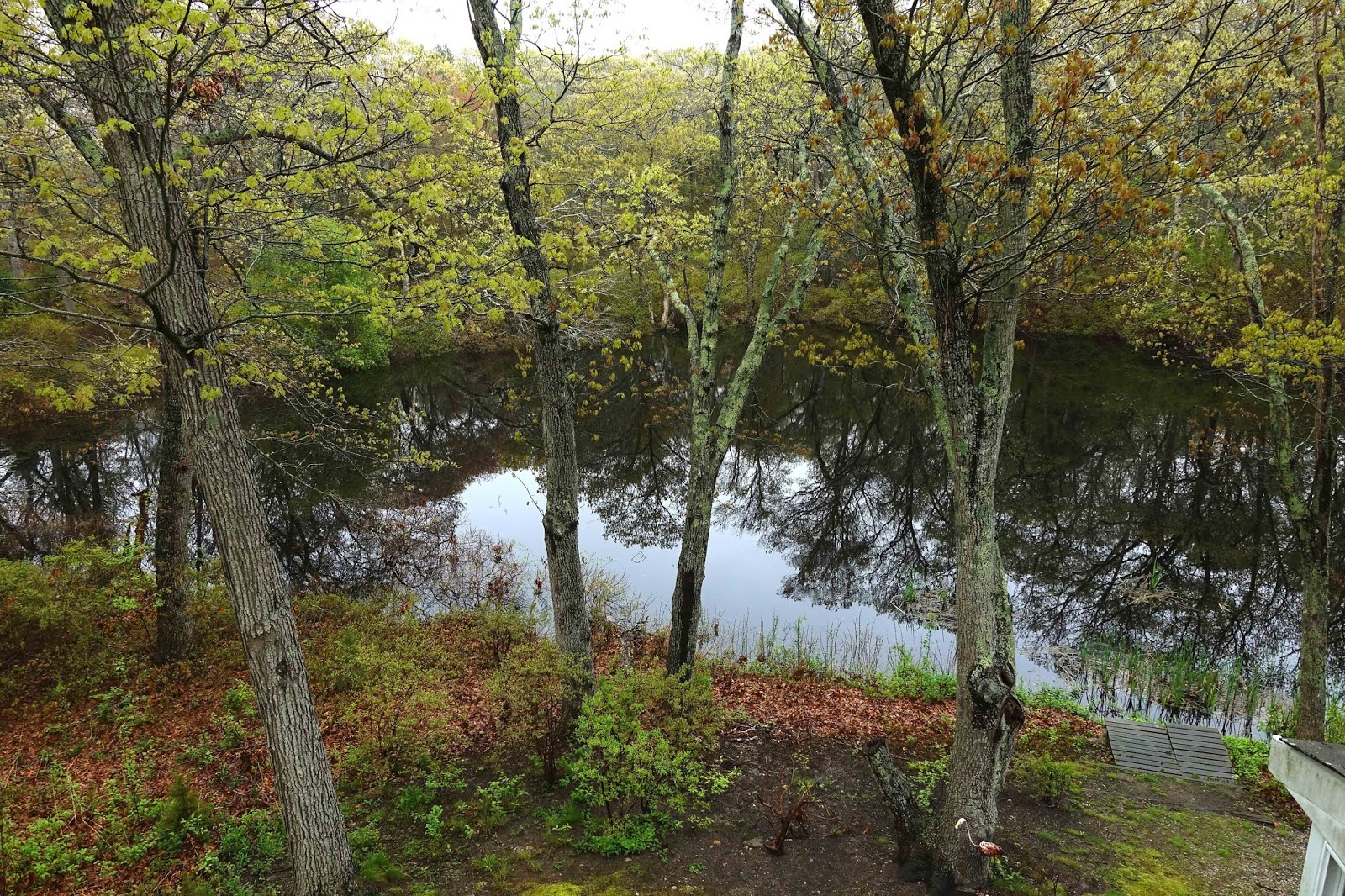 Joe's Retirement Blog: Spring at the Pond, Manomet, Plymouth ...