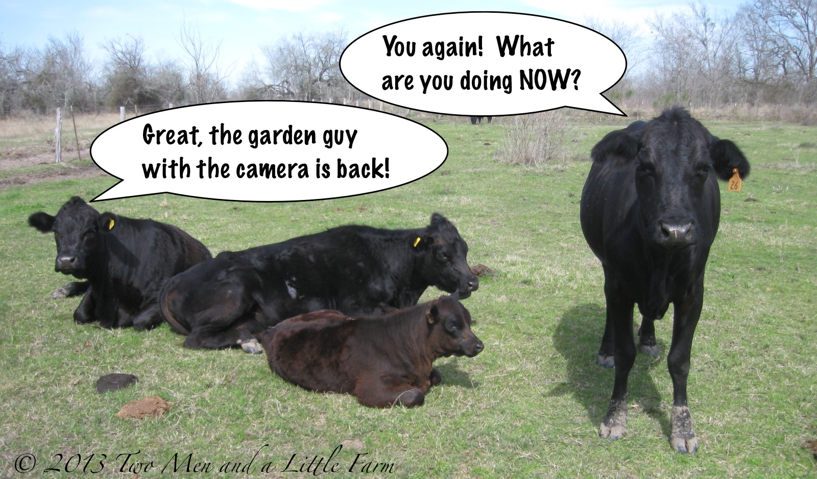 Two Men and a Little Farm: MORE NOSEY COWS SATURDAY UPDATE
