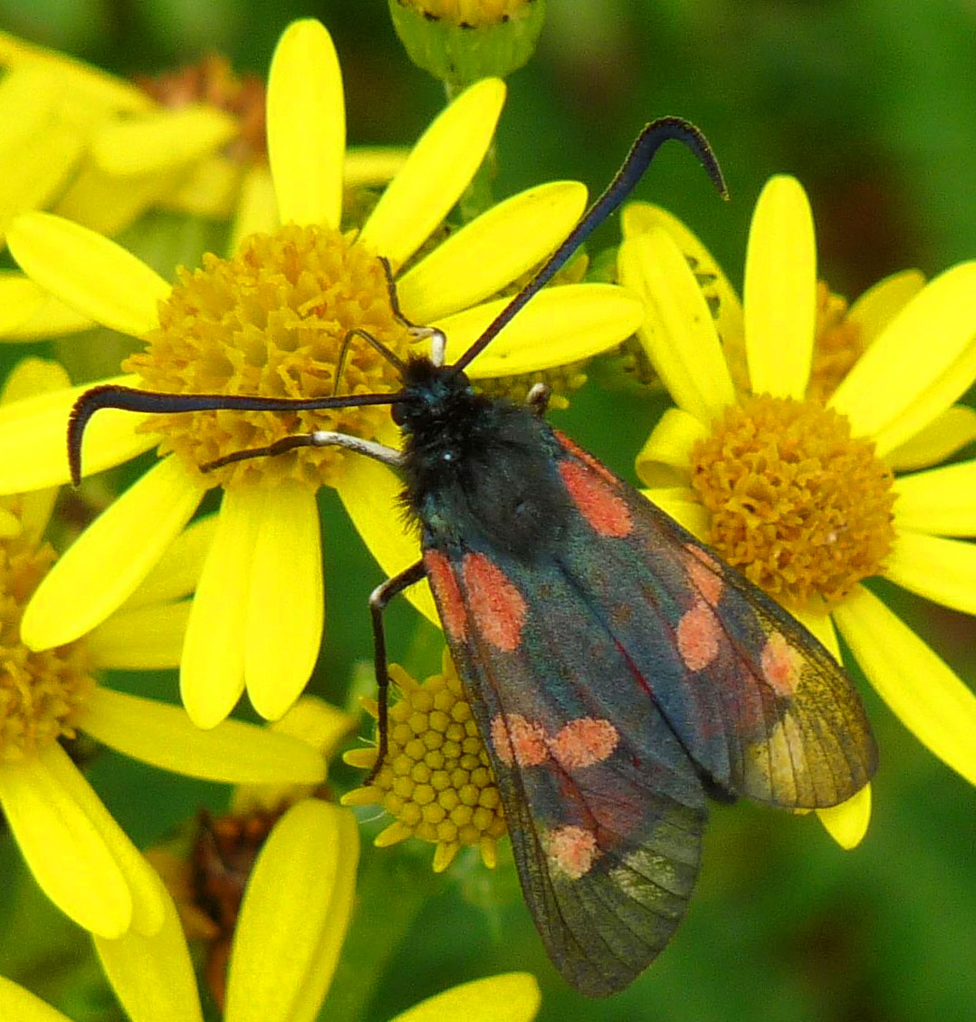 Wild and Wonderful: Butterflies and Moths (12): National Moth Week (in ...