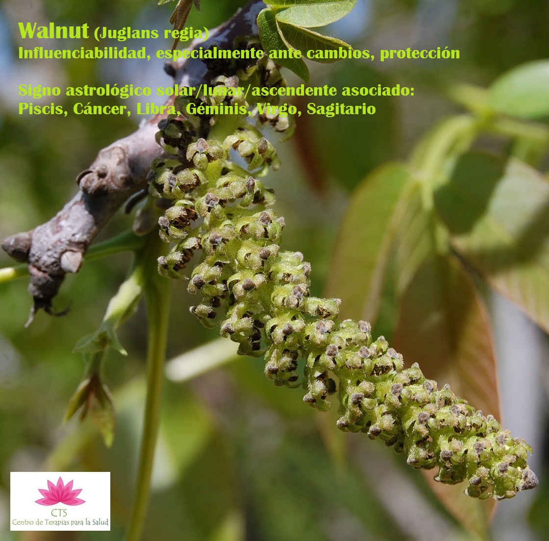 CTS-CENTRO DE TERAPIAS PARA LA SALUD: FLORES DE BACH Y ASTROLOGIA: WALNUT