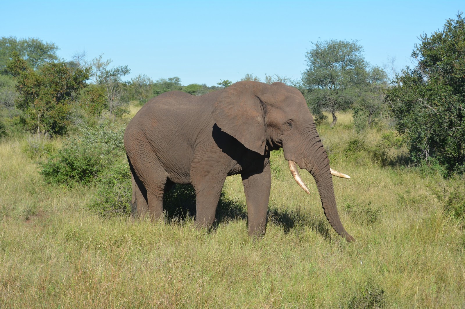 Do I Really Need That Rabies Shot...? : Kruger National Park--> Ha ...