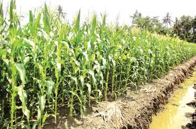 anaklaut: JAGUNG MANIS