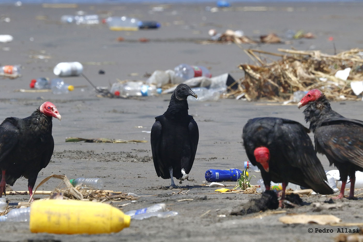 AVES DE AREQUIPA , Pedro Allasi: Gallinazo de cabeza negra, en Camaná