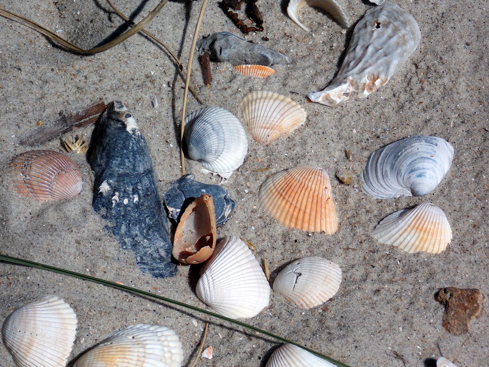 A Fervent Heart: A Haven Found in Holden Beach