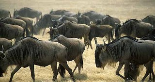 Todo sobre los Ñus - Toda la información | INFOANIMAL