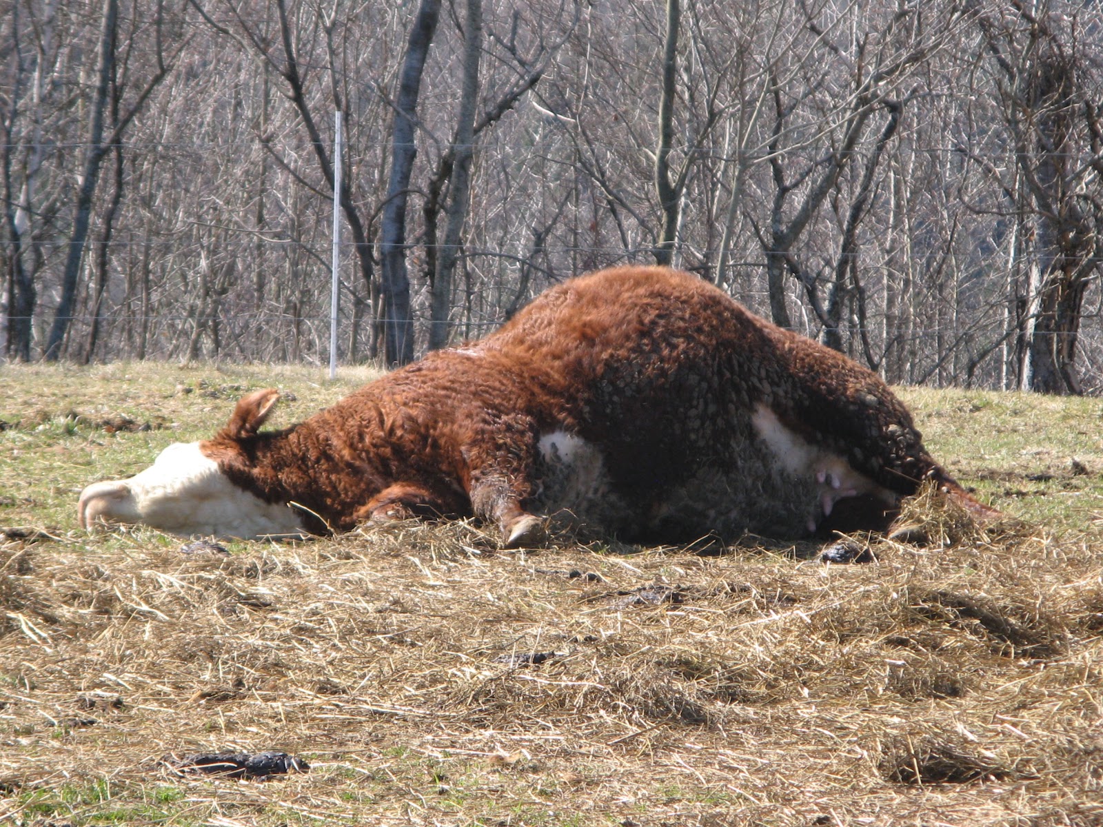 Peternakan Sang Thothon: Penyakit Kembung (Bloat) pada sapi