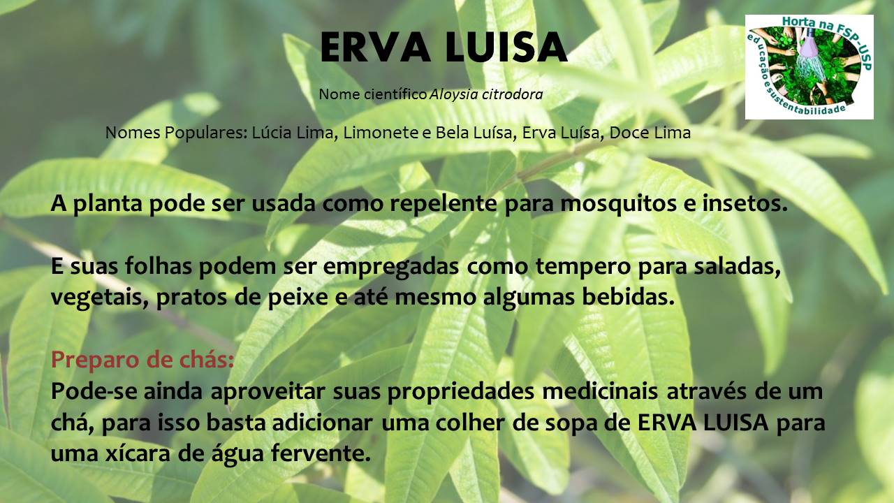 Planta da Semana: ERVA LUISA