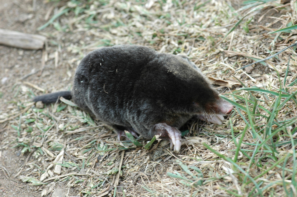 Species of UK: Week 26: European Mole (‘Talpa europaea’)