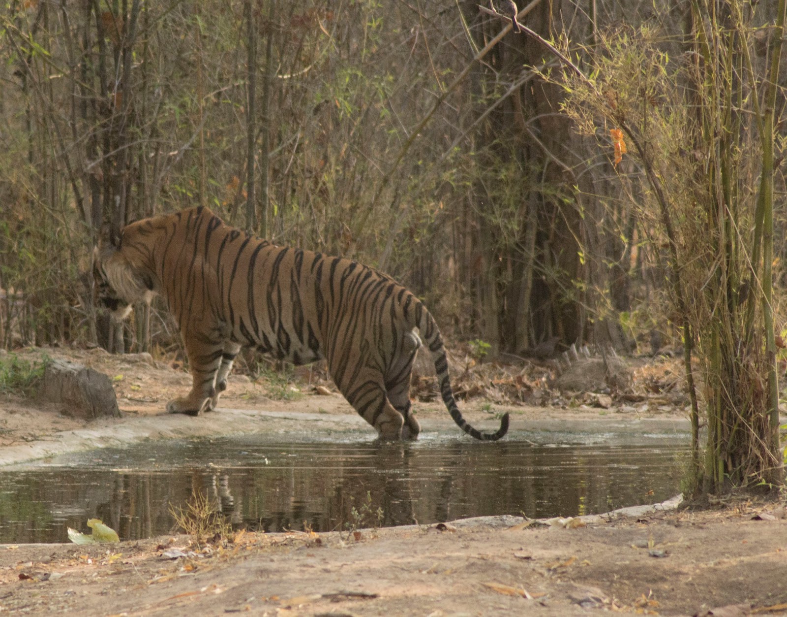 Rajesh's Writings : Tigers of Bandhavgarh...