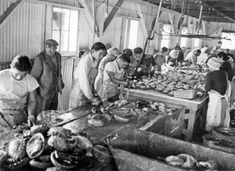 Crab Meat Supplier, Crab Canning Factory, Crab Farming, Crab Meat From ...