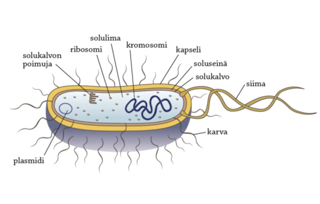 Biologia- solu ja perinnöllisyys