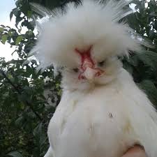 Sultan Tavuğu - Tavuk cinsleri