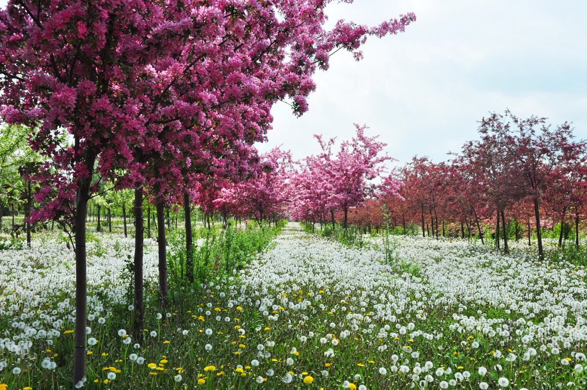 Three Dogs in a Garden: Spring Flowering Trees in all their Glory
