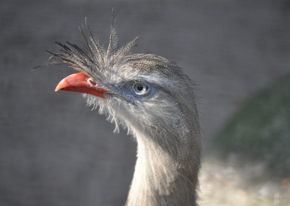 ZOOTOGRAFIANDO (6.100 ANIMALS): CARIAMA / RED-LEGGED SERIEMA (Cariama ...