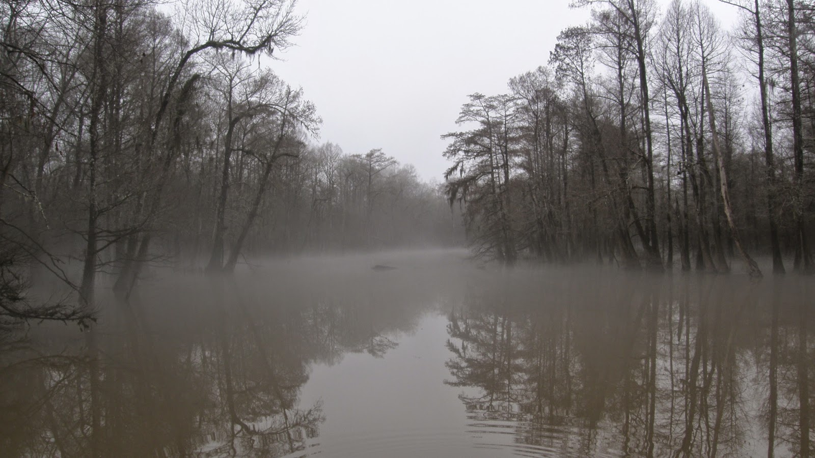 Kints: New Webs: A Late Winter Swamp Slog, 2 March 2015