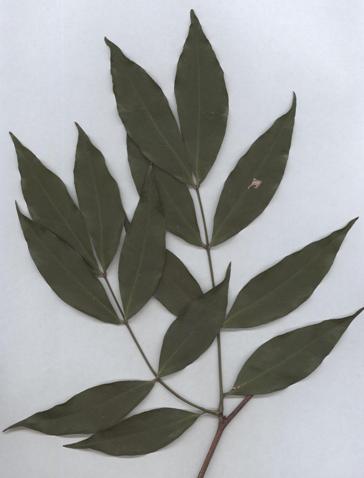 As plantas: Classificação das folhas quanto á forma