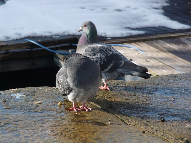 Wild and Wonderful: Beautiful Birds (36): Pigeon Dance