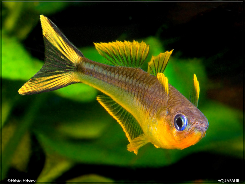 ZA FISH ACTION: Forktail Rainbowfish (Pseudomugil furcatus), Si Kuning ...