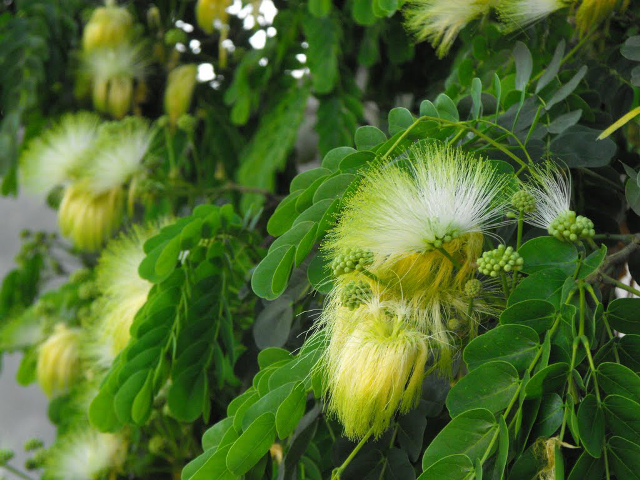 tropicalia: "flora de Angola"