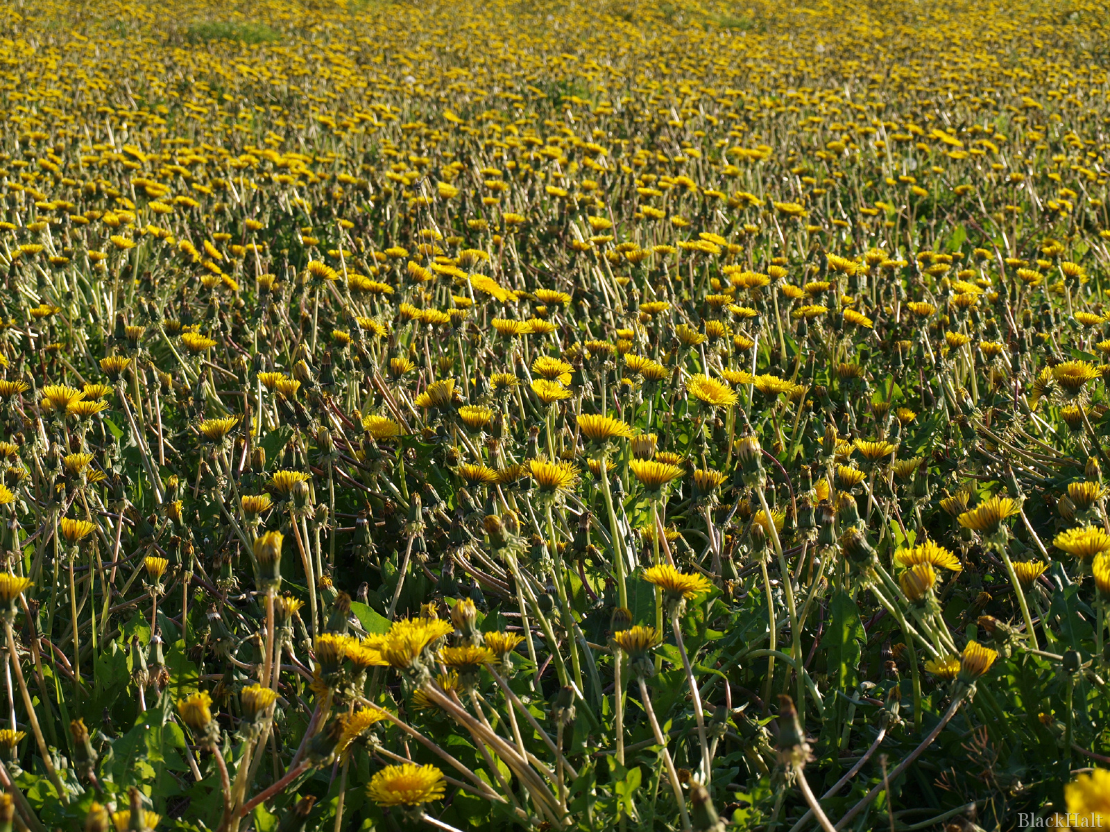 Pusaizvērušās pienenes - PhotoBlogSite