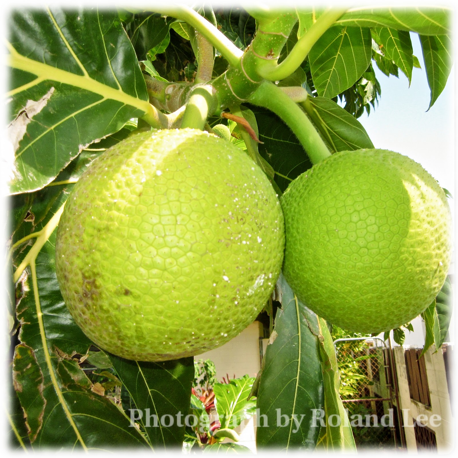 Honolulu Photo of the Day: Hawaiian Ulu