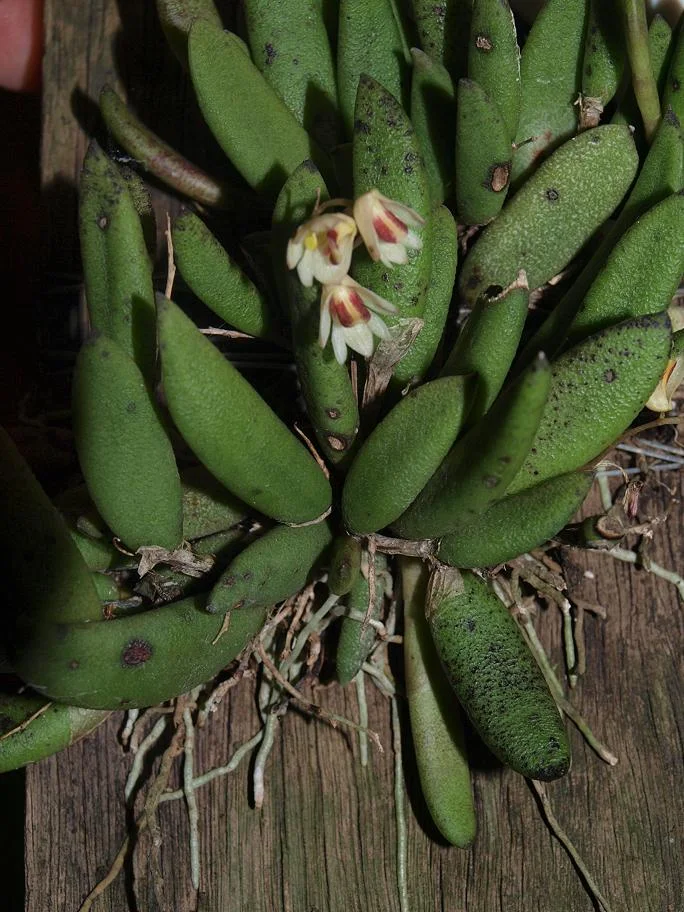 Dockrillia rigida care and culture | Travaldo's blog