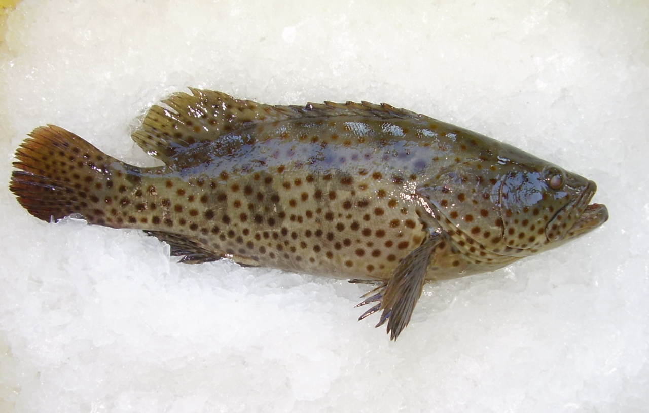 Kỹ thuật nuôi cá Mú trong lồng | Kỹ thuật nuôi trồng.com