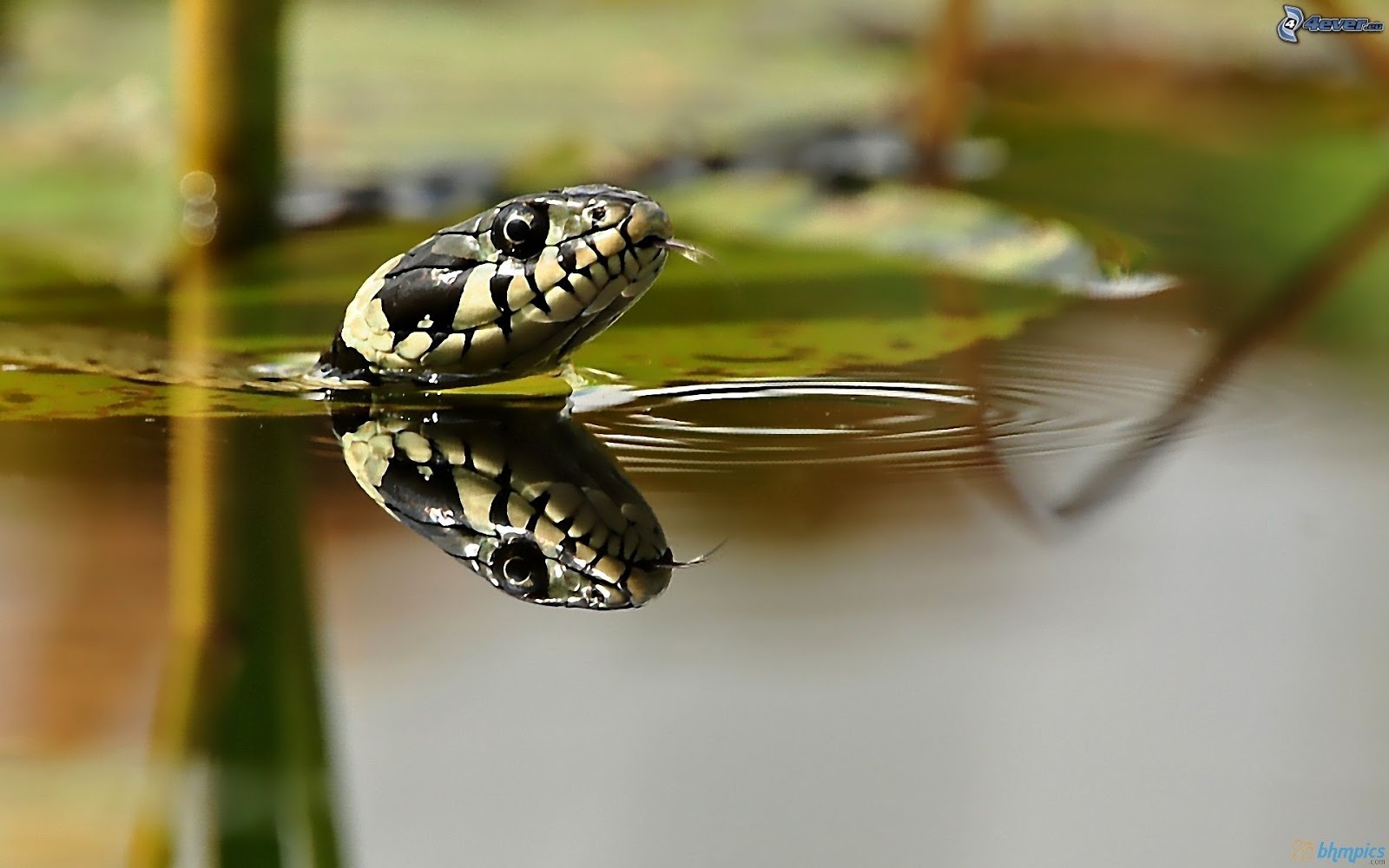 francisco lavin: MAIJA AWI, LA SERPIENTE DE AGUA