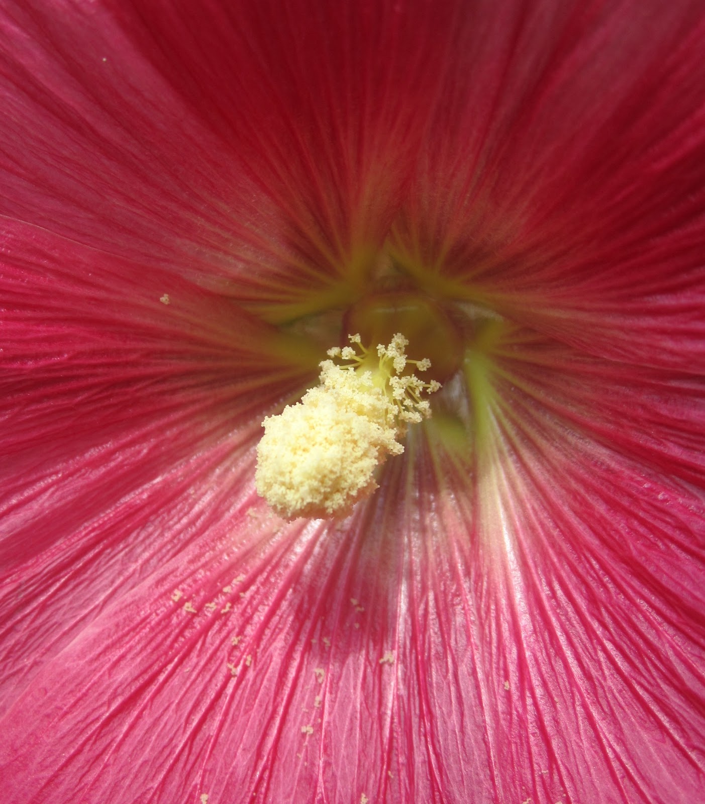 CarolinesEigenwijs: Stokroos, Alcea rosea