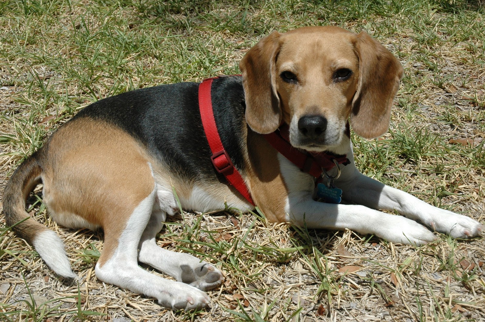 Fenway the Beagle Blog